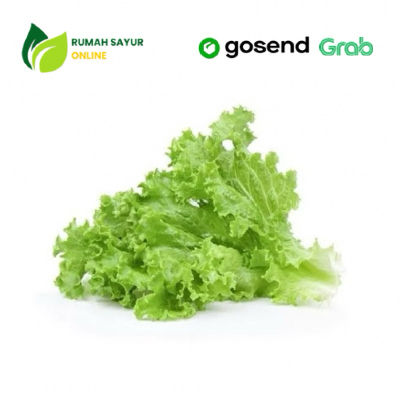 Jual Selada Keriting 250gr - 1kg | Shopee Indonesia