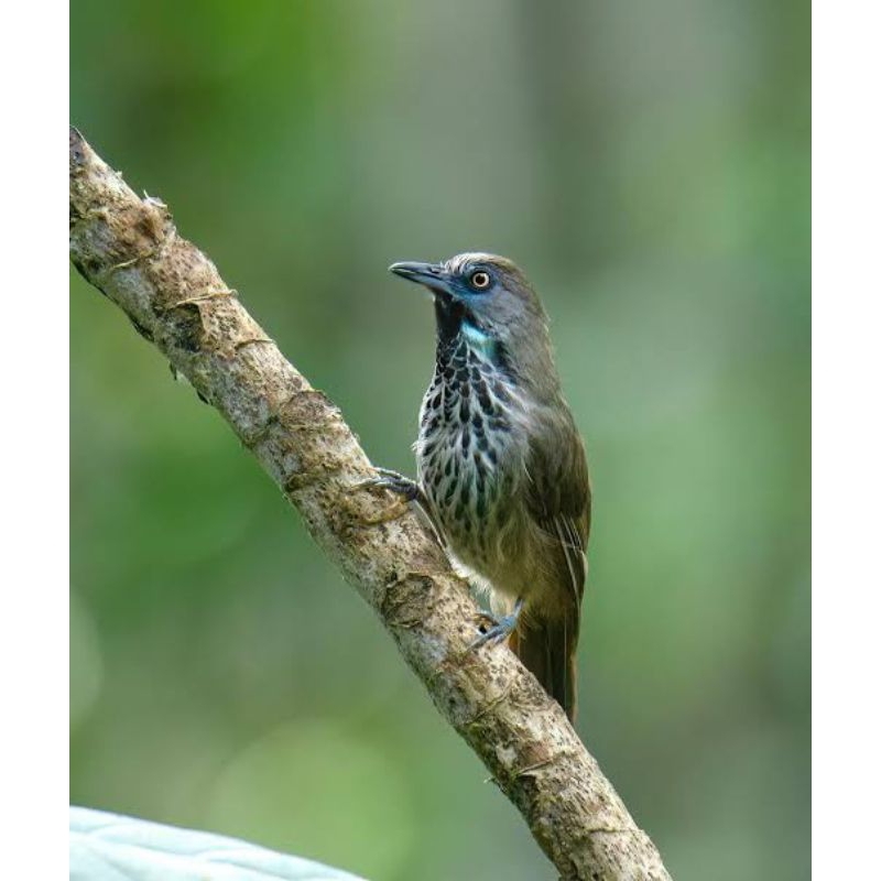Jual BURUNG TEPUS TUNGGIR MERAH | Shopee Indonesia
