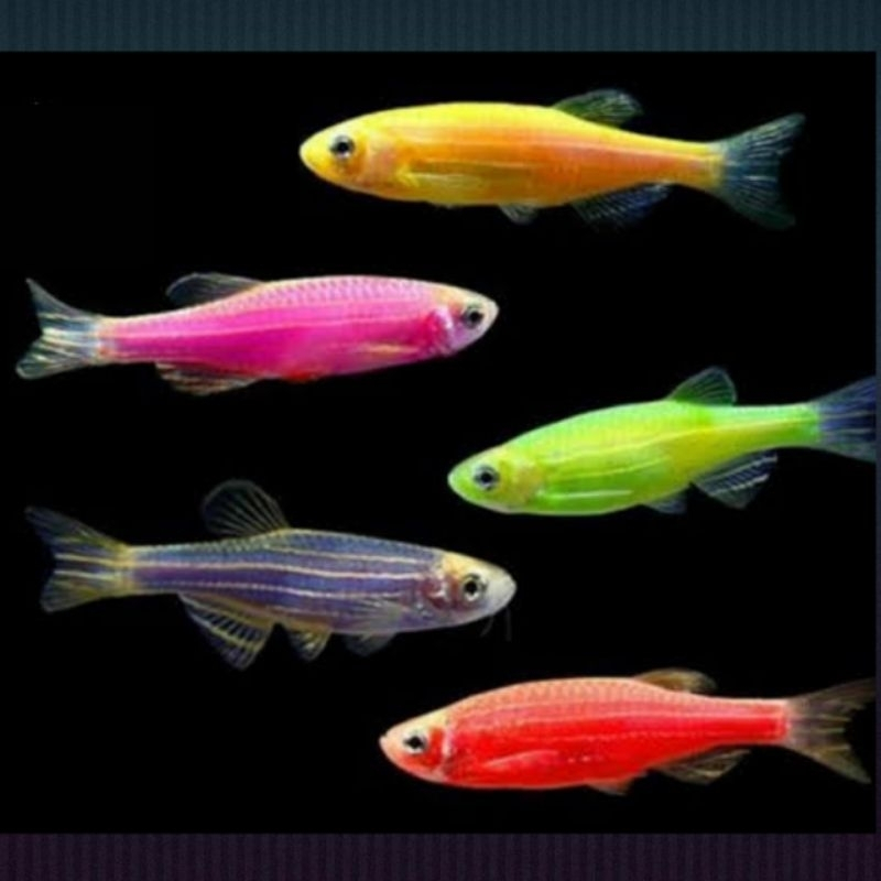 Jual ikan zebra danio - ikan hias danio zebra warna warni aquascape ...