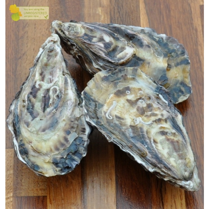 Jual Kerang Tiram Oyster Segar Kerang Tiram Oyster Utuh 1Kg | Shopee ...