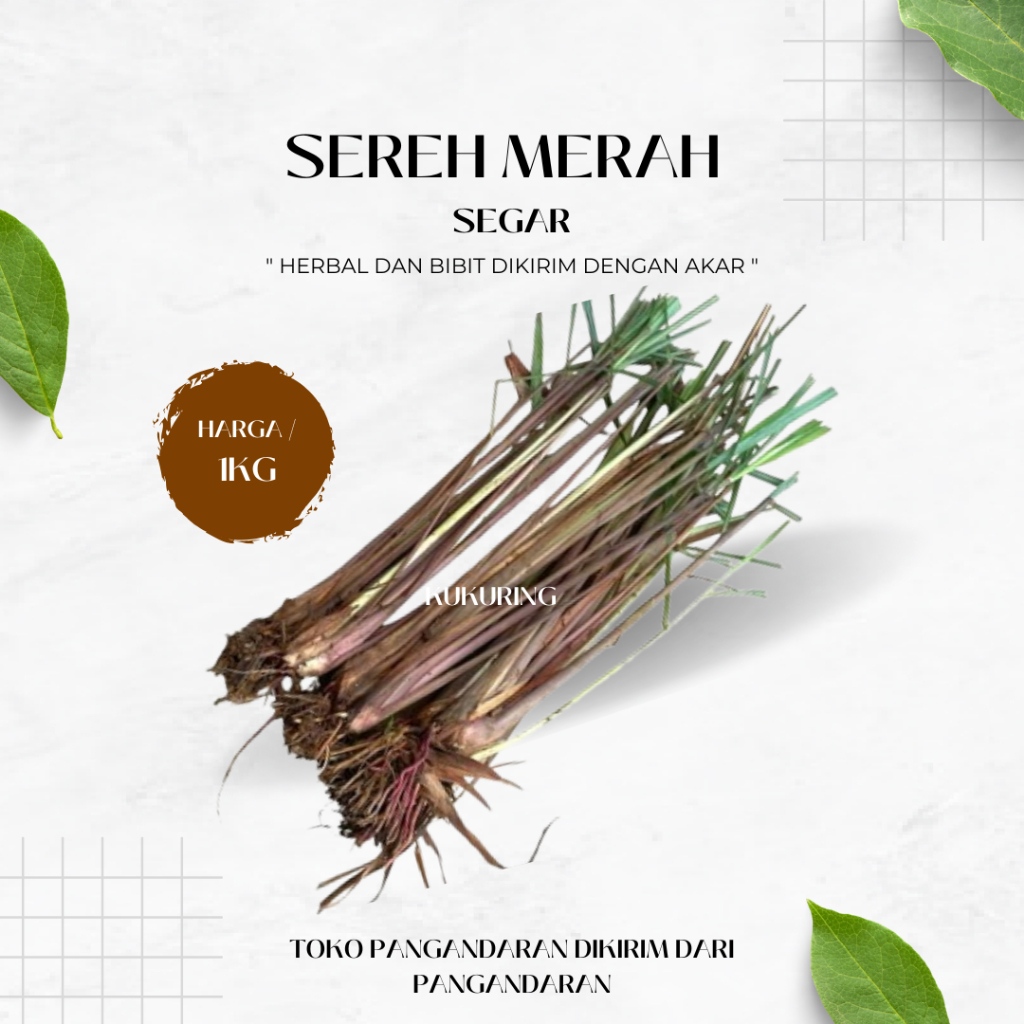 Jual KUKURING Sereh Wangi segar 1kg Sereh Merah lanang Herbal ...