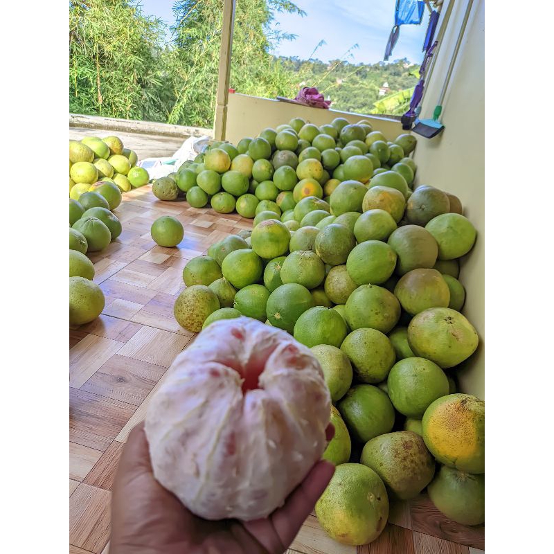 Jual JERUK PAMELO MADU MANIS SEGAR BELI. 1. GRATIS 1 BUAH | Shopee ...