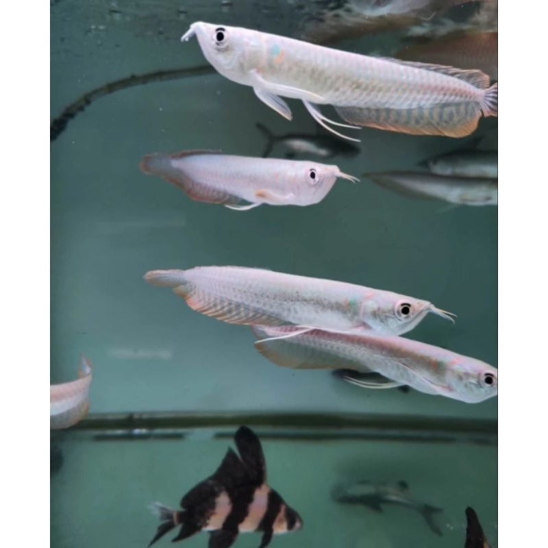 Jual Ikan Hias Arowana Silver Red Arwana Size 13-15 Cm | Shopee Indonesia