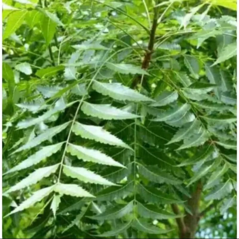 Jual jual daun mindi mimba salamkari koja/1kg | Shopee Indonesia