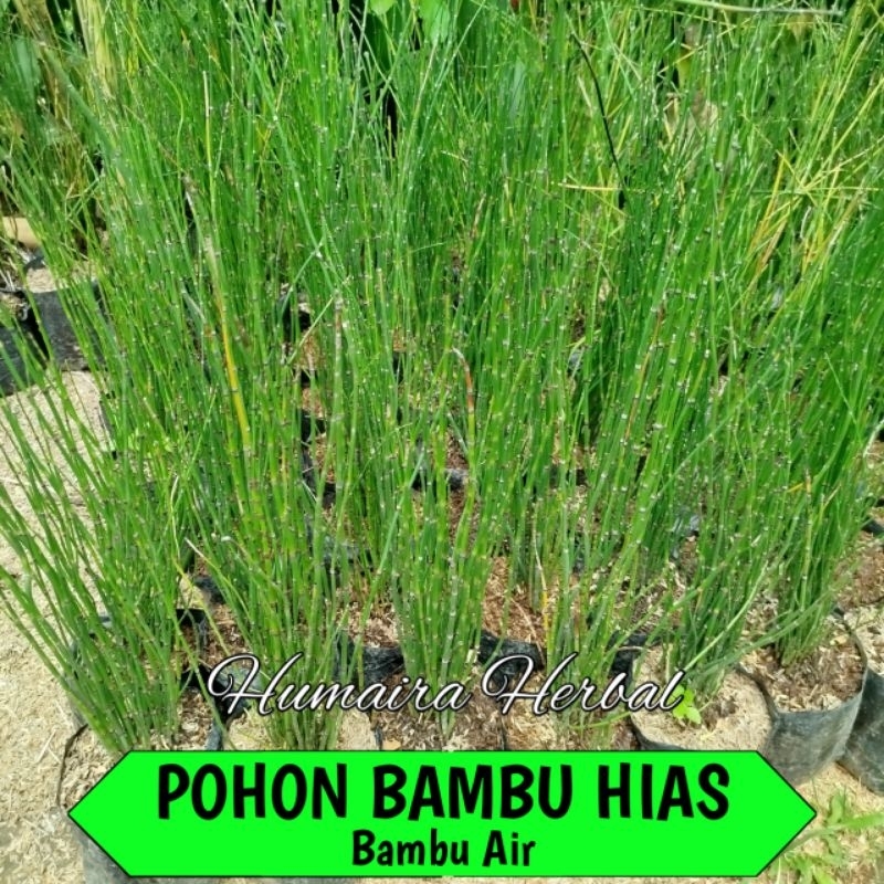 Jual BAMBU AIR Tanaman Hias Bambu Air Cantik Cocok Untuk Dekorasi ...