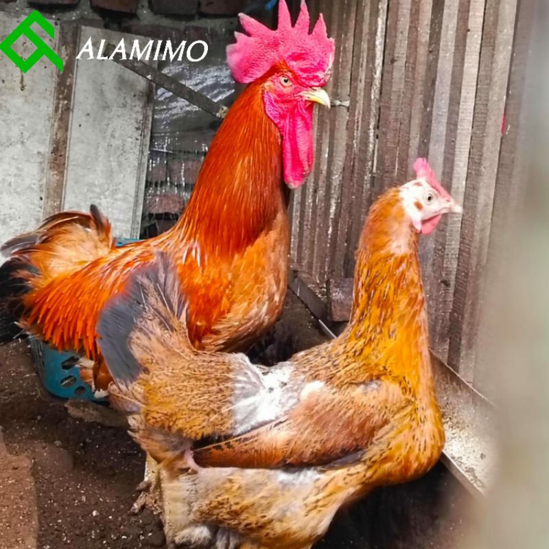 Jual Telur tetas ayam MERAWANG CROSS YUDISTIRA ayam kampung ras ...