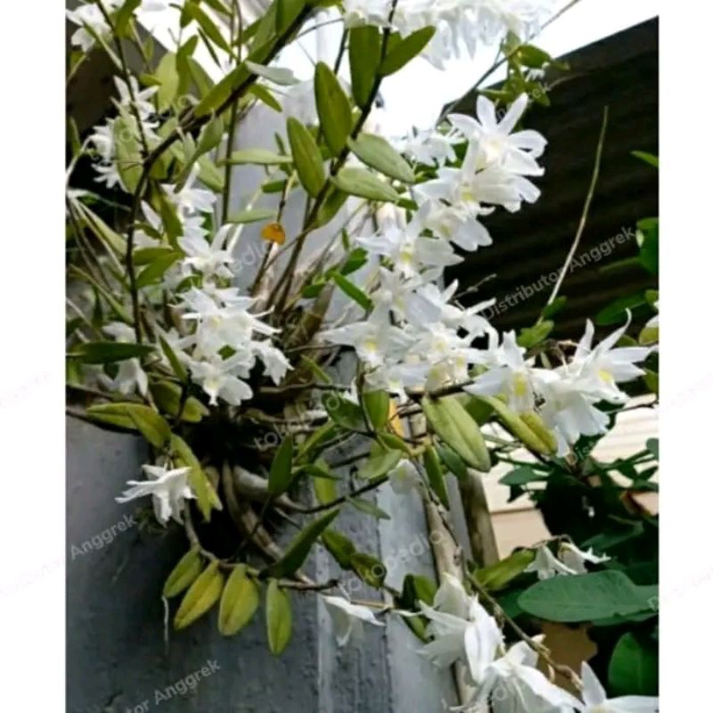 Jual Anggrek merpati putih 3 pcs | Shopee Indonesia