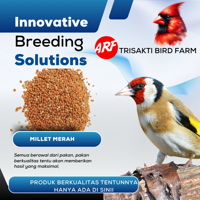 Jual MILET MERAH BIJI MILLET MERAH 1000Gram PAKAN MAKANAN BURUNG ...