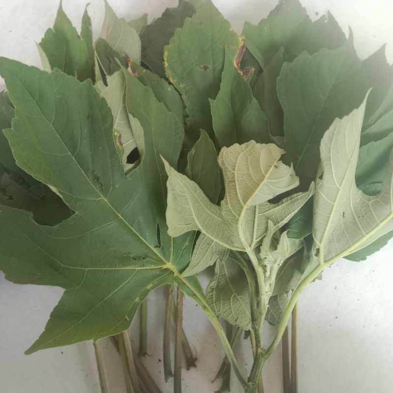 Jual 150 lembar daun insulin paitan untuk diabetes | Shopee Indonesia