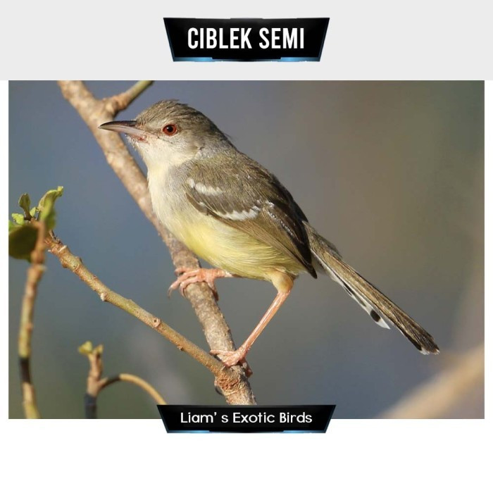 Jual Ciblek semi pilihn jnt gemuk sehat | Shopee Indonesia