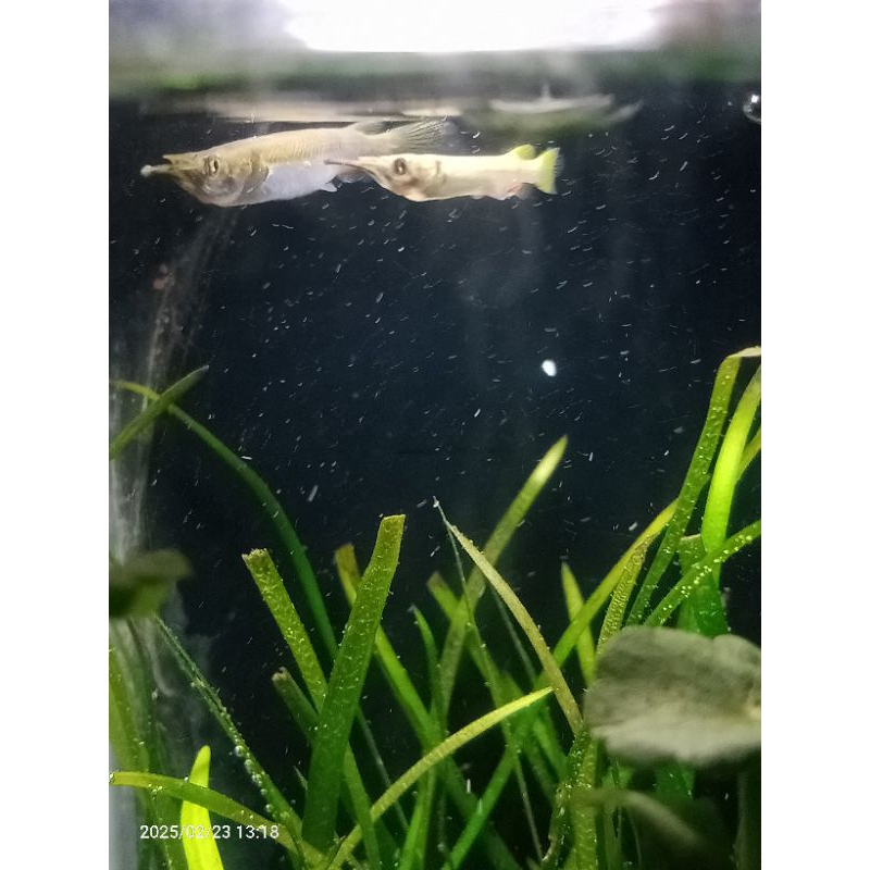 Jual IKAN JULUNG JULUNG ( CUCUT ) | Shopee Indonesia