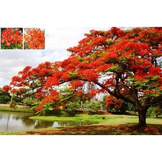 Jual BUNGA FLAMBOYAN DELONIX REGIA TANAMAN PENGHIJAUAN BUNGA EXOTIC ...