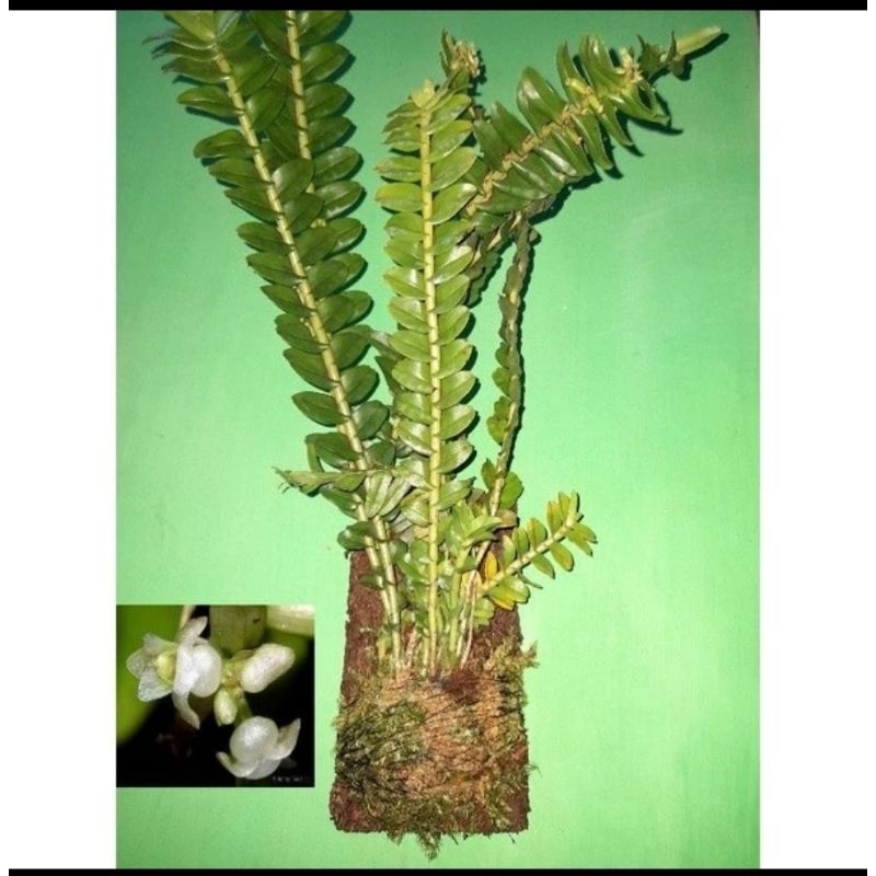 Jual pakis kelabang vertikal+ media tanam papan pakis | Shopee Indonesia