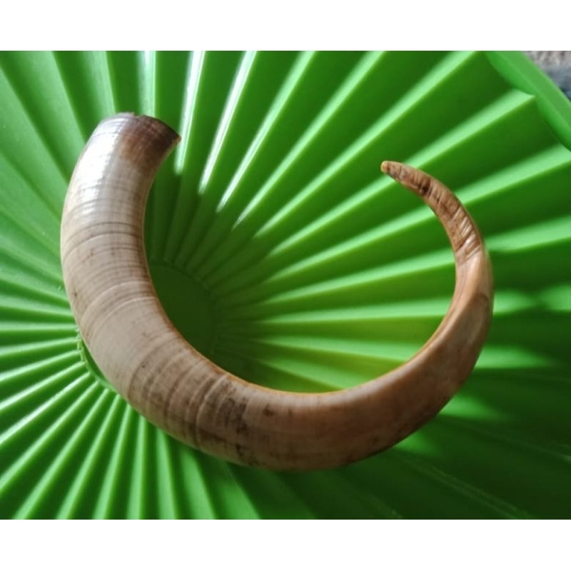 Jual Liontin taring babi asli hampir melingkar | Shopee Indonesia