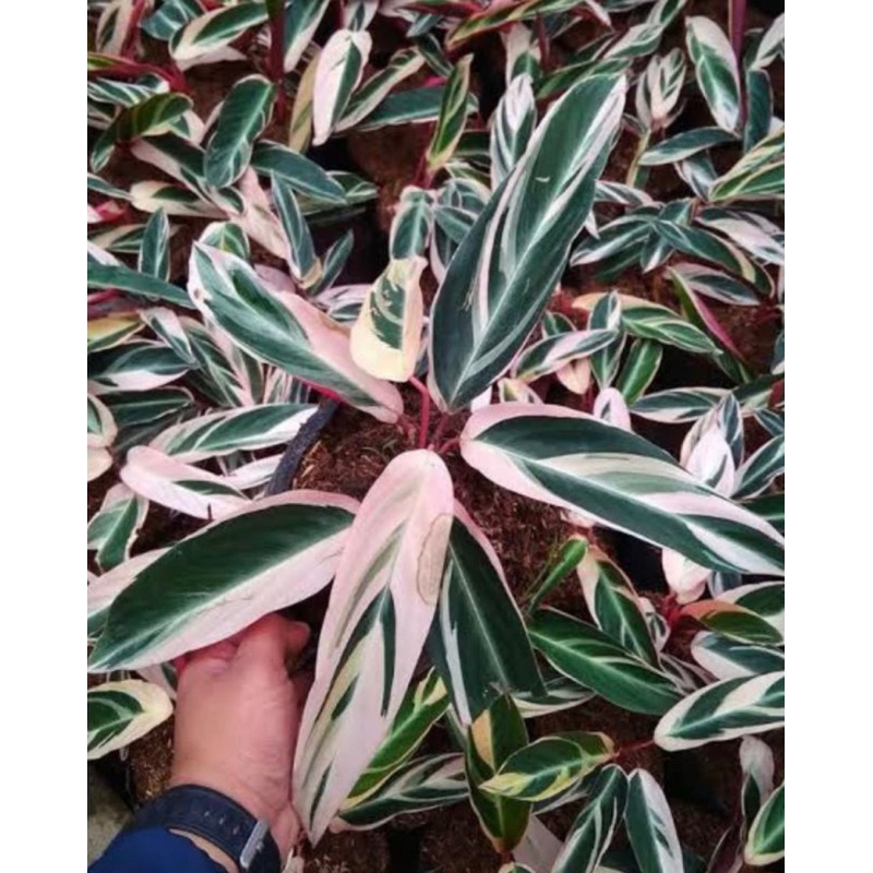 Jual CALATHEA MULTI COLOUR - Tanaman Hias Calathea Tri Colour Merah ...