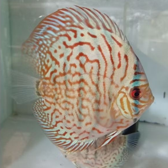 Jual Discus Aquarium Tiger mozaik/ ikan hias air tawar rayakan Discus ...