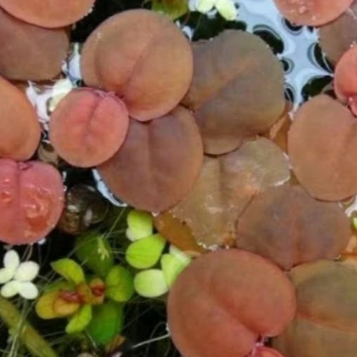 Jual amazon frogbit merah -tanaman apung aquascape | Shopee Indonesia