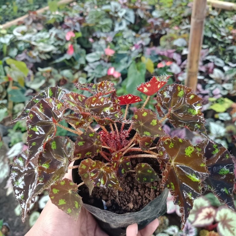 Jual tanaman begonia Tiger | Shopee Indonesia