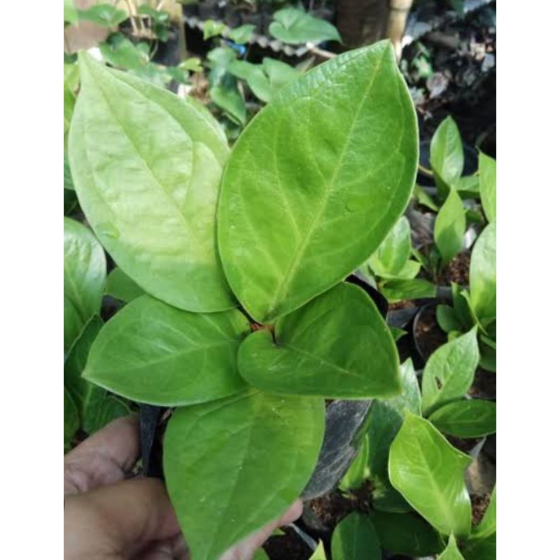 Jual Anturium jemani Eka - jemani eka murce - tanaman hias cantik ...