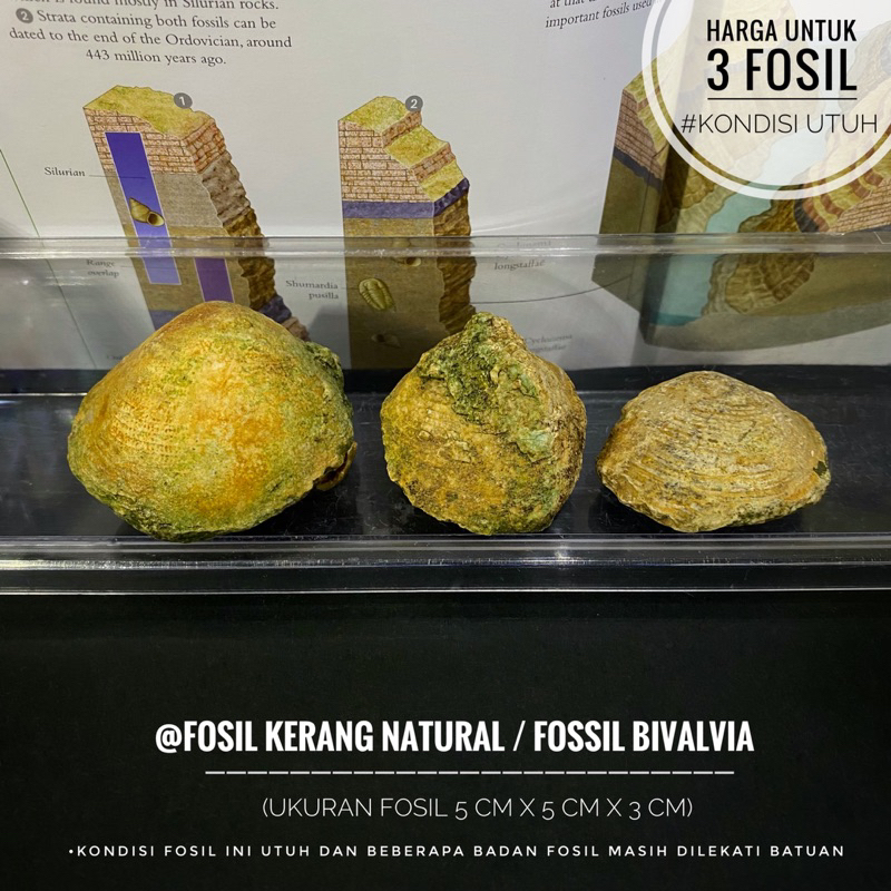 Jual Fosil Kerang Purba Natural A3 atau Fosil Bivalvia atau Fosil Keong ...