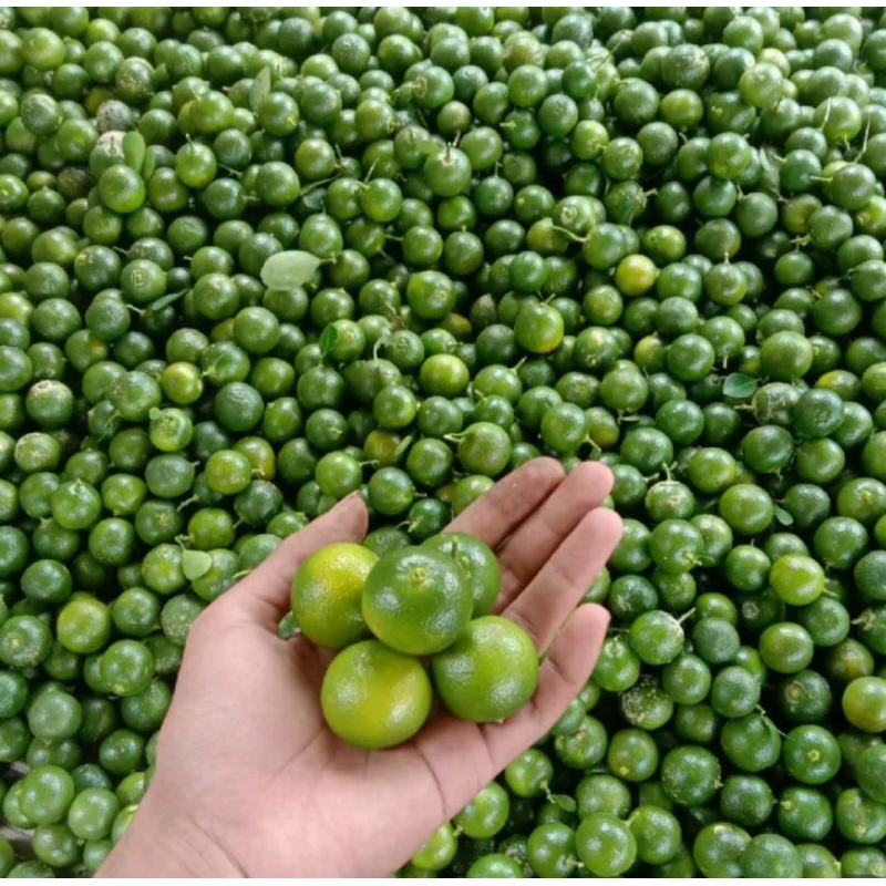 Jual 1 kg jeruk songkit kasturi | Shopee Indonesia