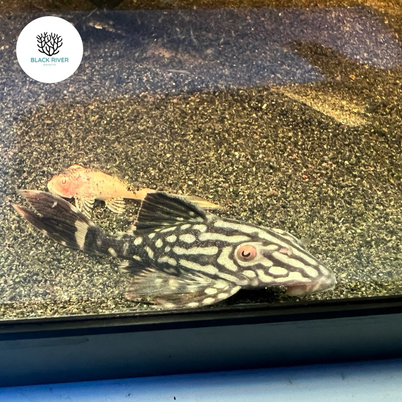 Jual Pleco L330 Watermelon / Panaque CF Nigrolineatus | Shopee Indonesia