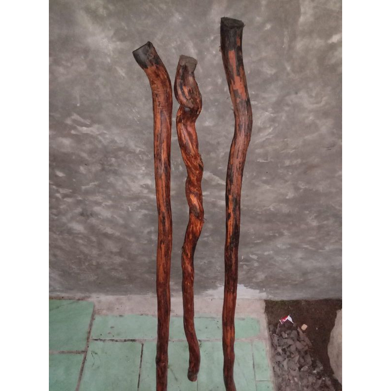 Jual Tongkat sentigi gunung 1 meter asli | Shopee Indonesia