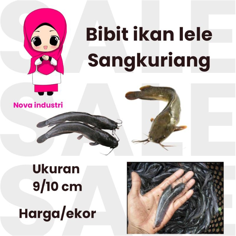 Jual bibit benih ikan lele sangkuriang ukuran 9/10 cm | Shopee Indonesia