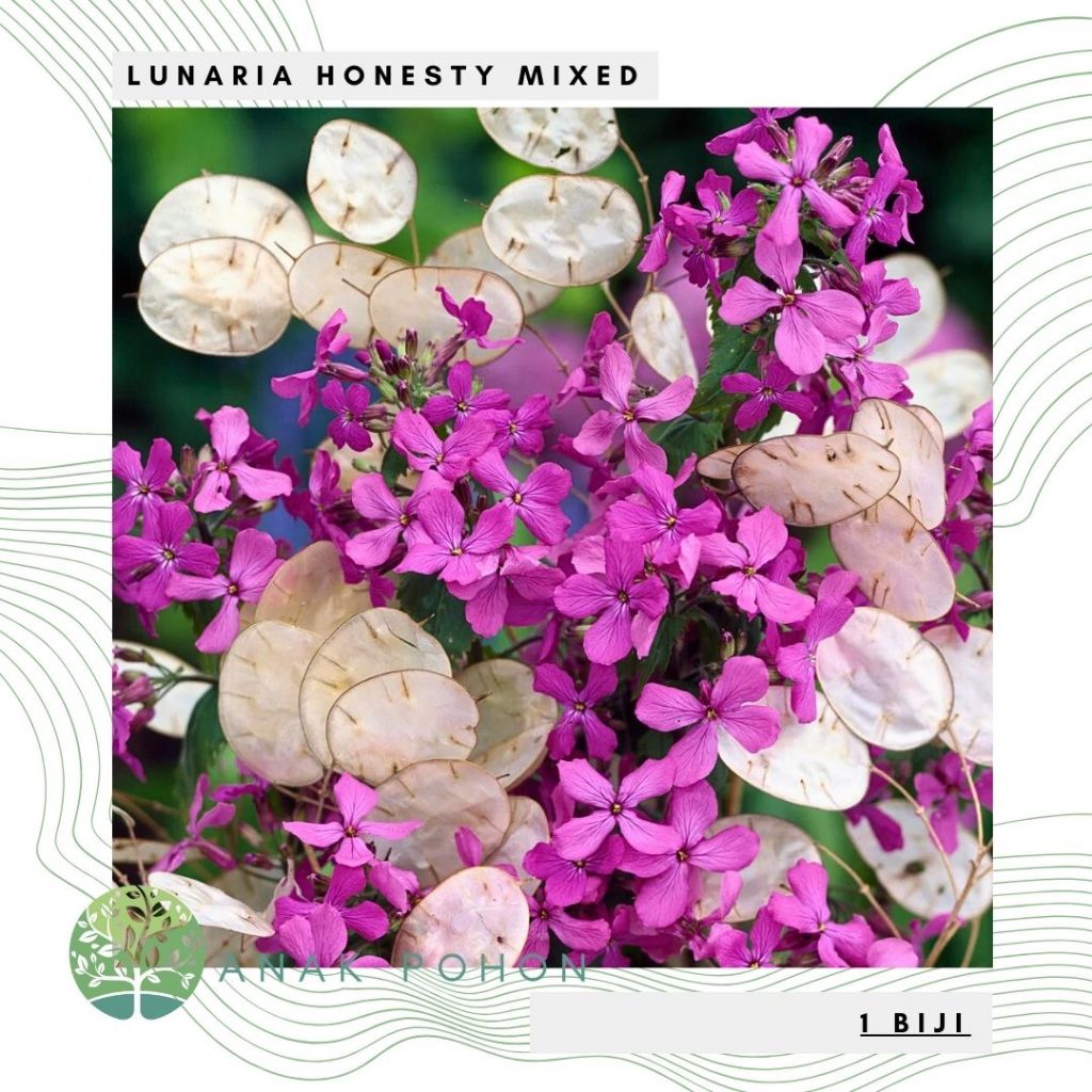 Jual Benih Bibit Biji - Bunga Lunaria Honesty Money Plant Aesthetic ...