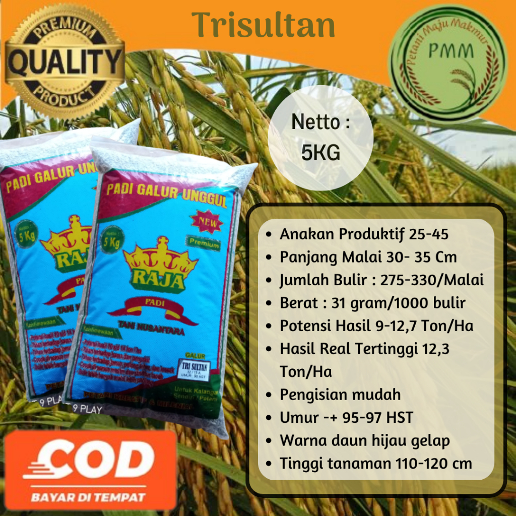 Jual Benih Padi Unggul TRI SULTAN Persilangan 32/13A kemasan 5KG Bibit ...