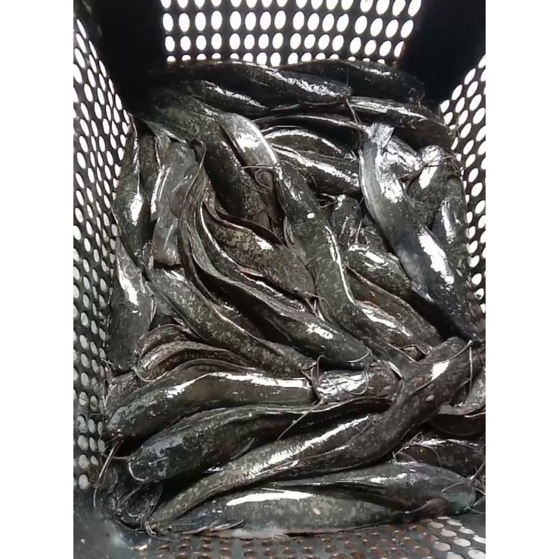 Jual Ikan Lele Segar 1 kg | Shopee Indonesia