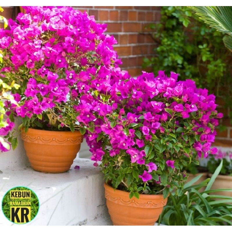 Jual Tanaman Hias Bibit Bunga Kertas Bunga Bugenvil Bunga Merah Cocok ...