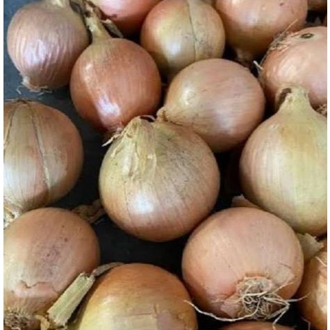 Jual Bombay Besar Fresh 500GR | Shopee Indonesia