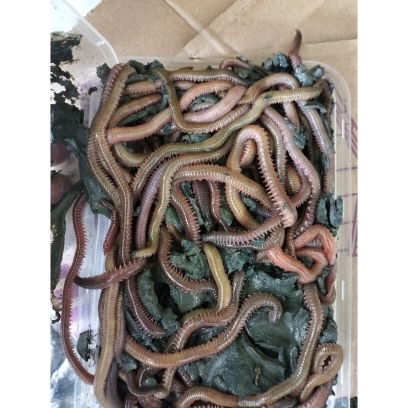 Jual cacing laut /cacing naga isi 25 | Shopee Indonesia