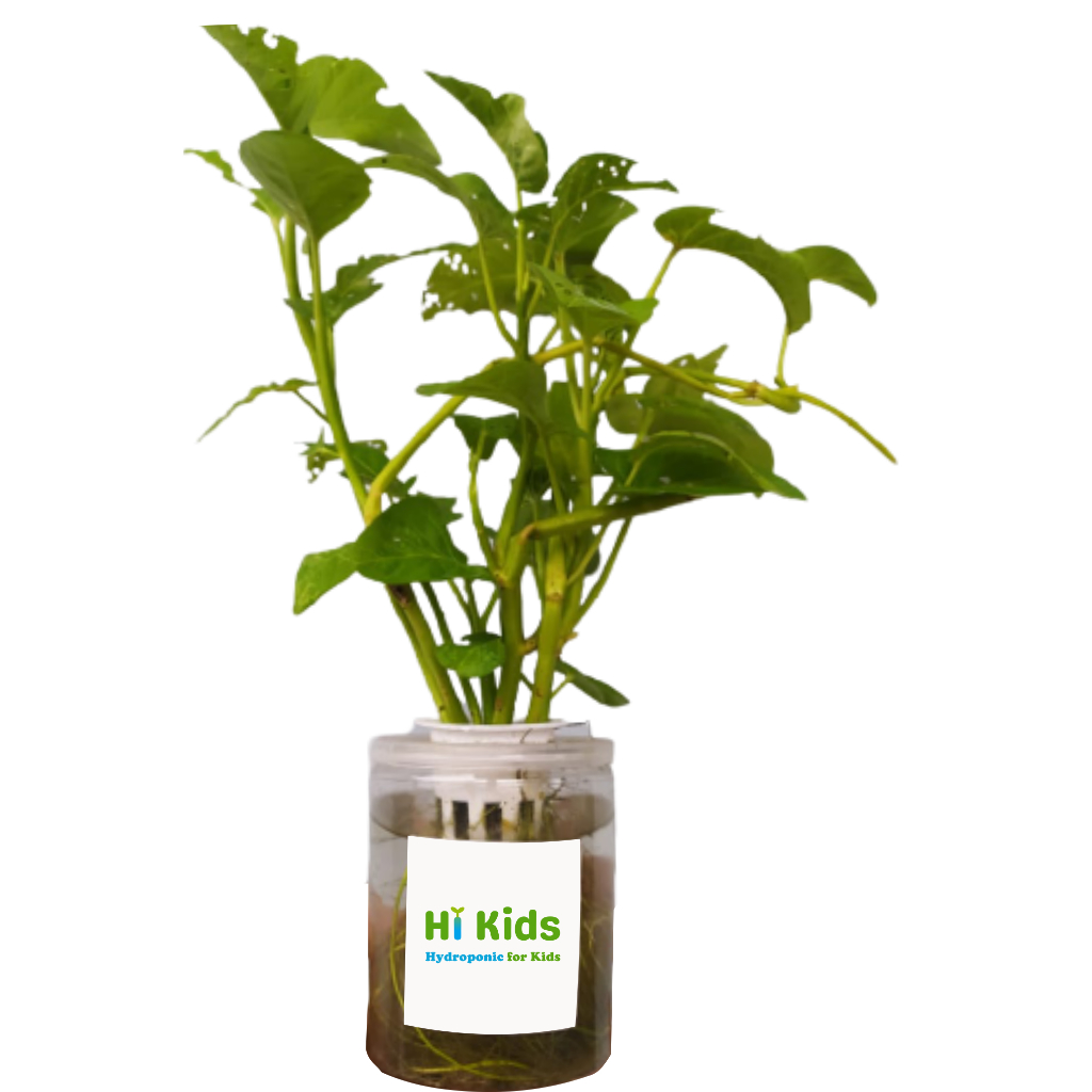Jual Hi Kids (Hydroponic for Kids) - Paket Hidroponik Wick Set Lengkap ...