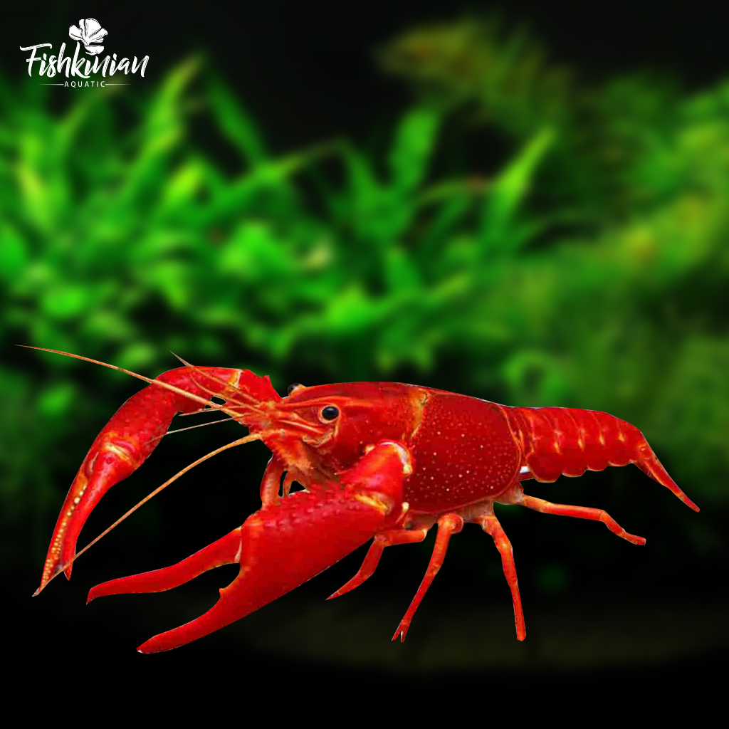 Jual Lobster/merah | Shopee Indonesia