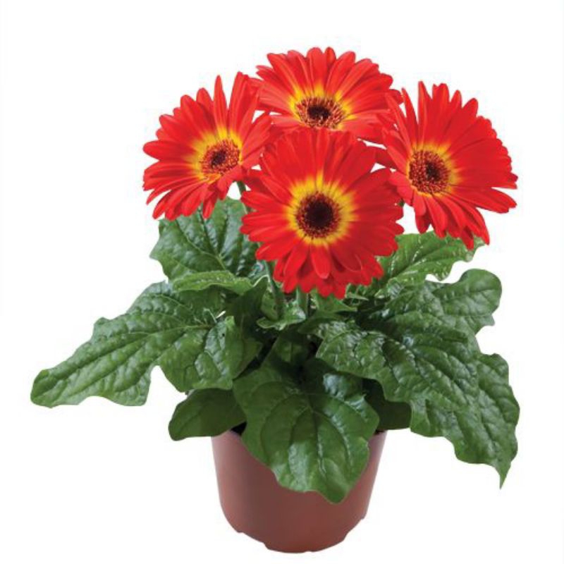 Jual Tanaman hias bunga gerbera duduk | Shopee Indonesia