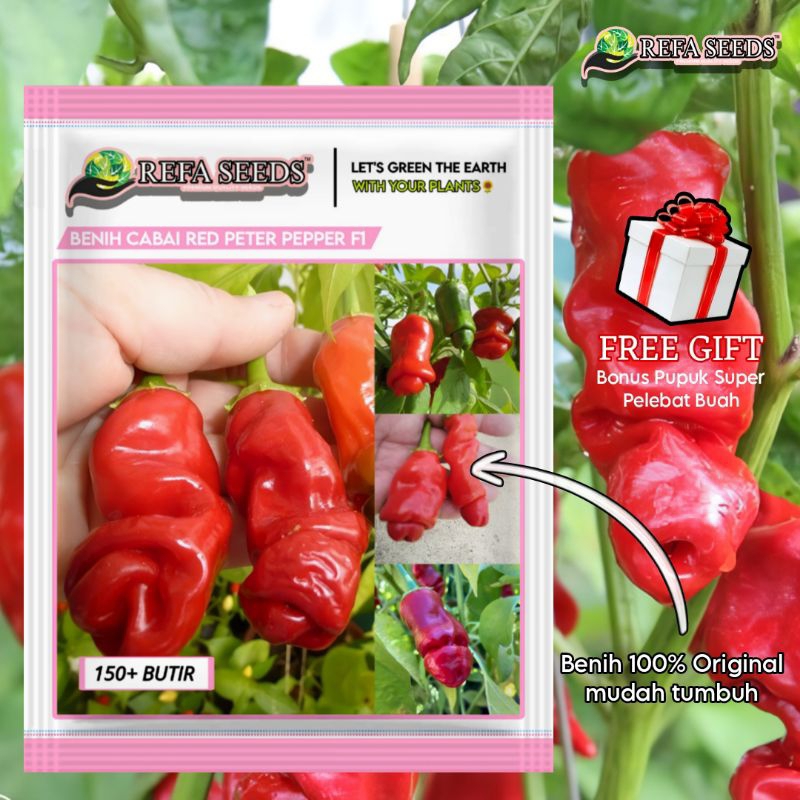 Jual REFA (150 Butir) Benih Cabai Nyeleneh Peter Pepper Kemasan ...