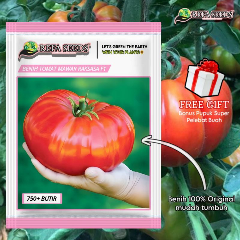Jual REFA (750 Biji) Benih Tomat Mawar Raksasa F1 Original Kemasan ...