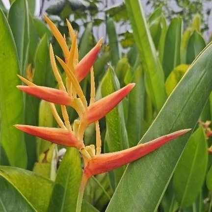 Jual Heliconia psittacorum Bunga Pisang Pisangan jenis besar Bird of ...