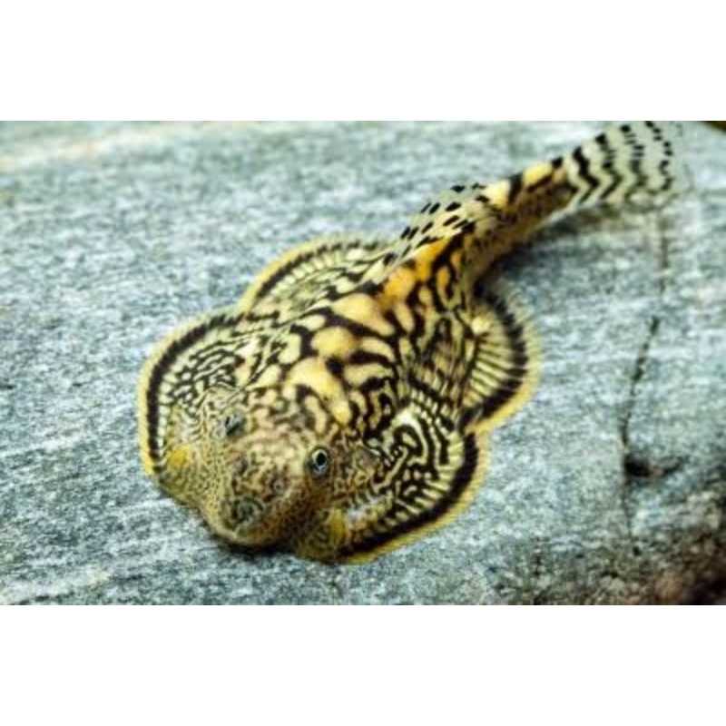 Jual Sewellia Lineolata Aquascape | Shopee Indonesia