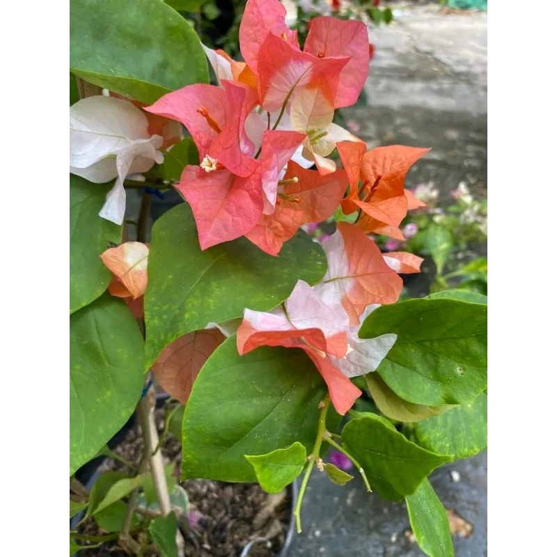 Jual Tanaman Hias Bougenville Maharani Bibit Ori Shopee Indonesia