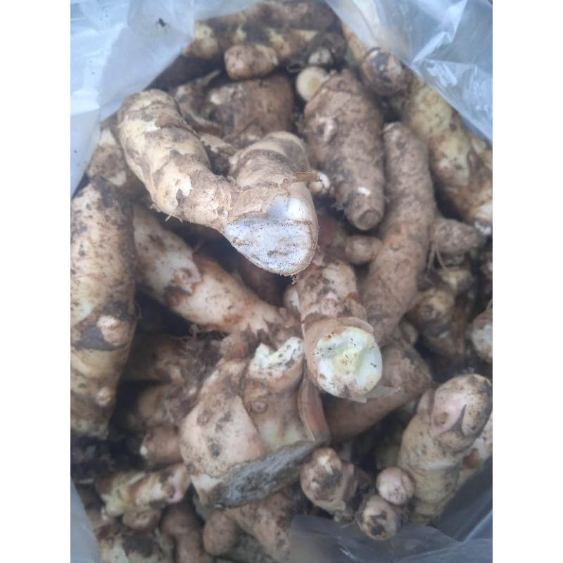 Jual Temu ireng segar 1 kg | Shopee Indonesia