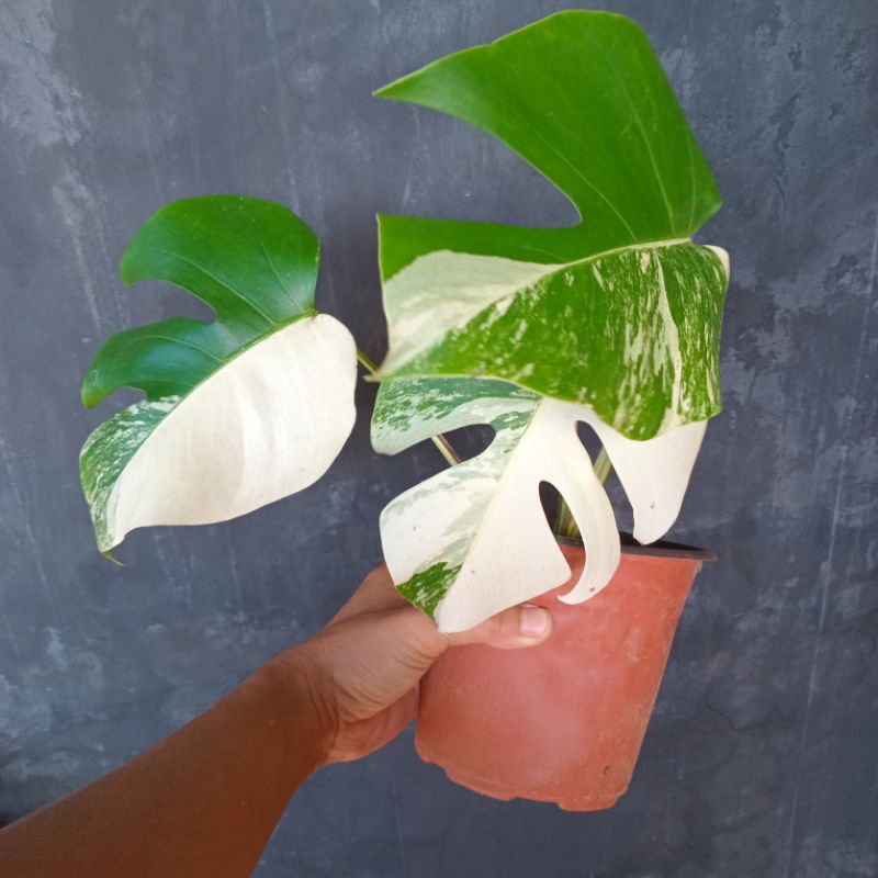 Jual Monstera holland variegata | monvar varigata | Shopee Indonesia