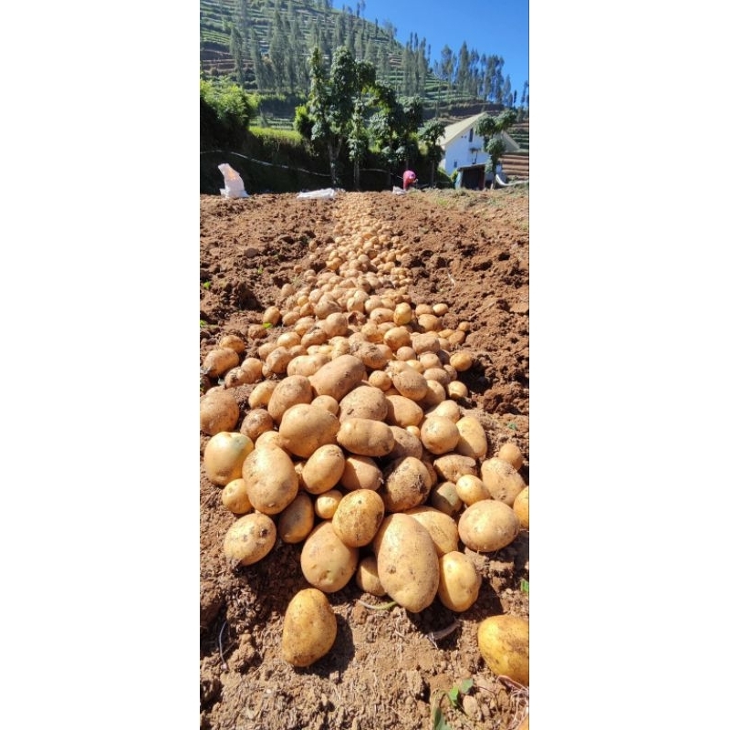 Jual kentang asli dieng 500g | Shopee Indonesia