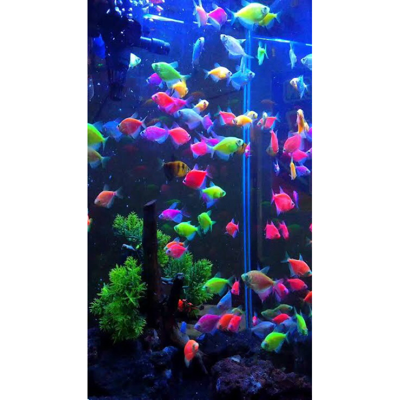 Jual Glowfish mainan Aquarium isi 3 ekor | Shopee Indonesia
