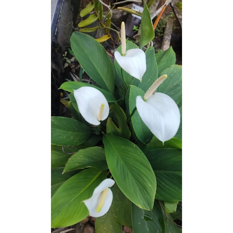 Jual peace lily --bunga peace lily hidup murah | Shopee Indonesia