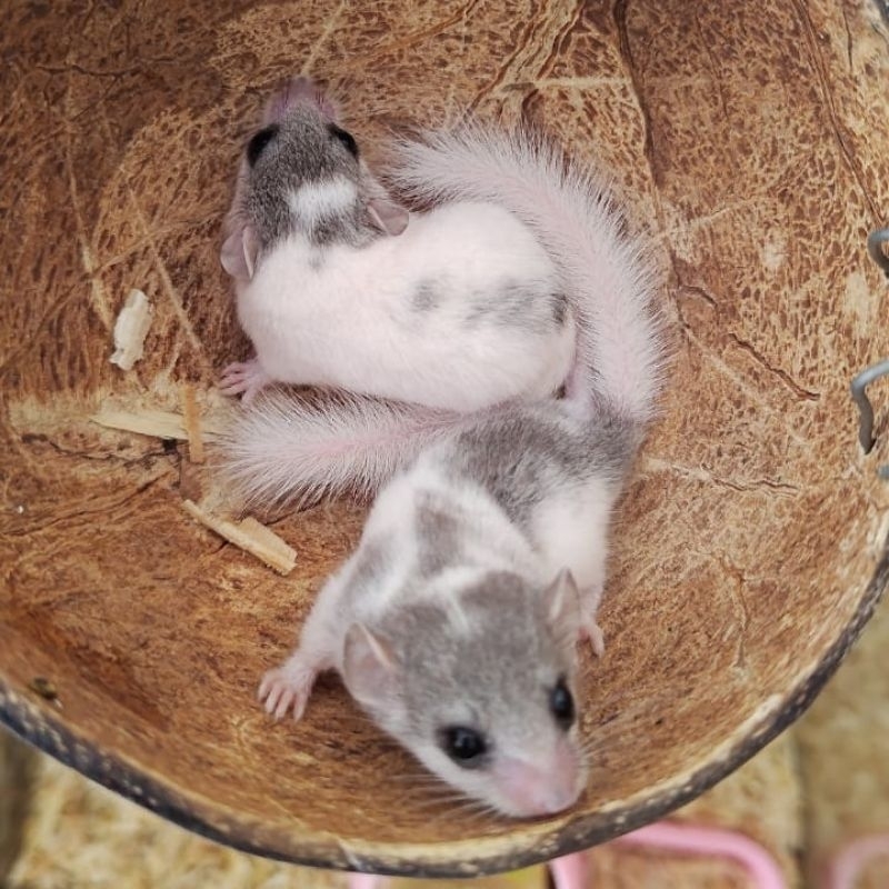 Jual African Pygmy Dormice/Tupai Mikro (Free Makanan) | Shopee Indonesia