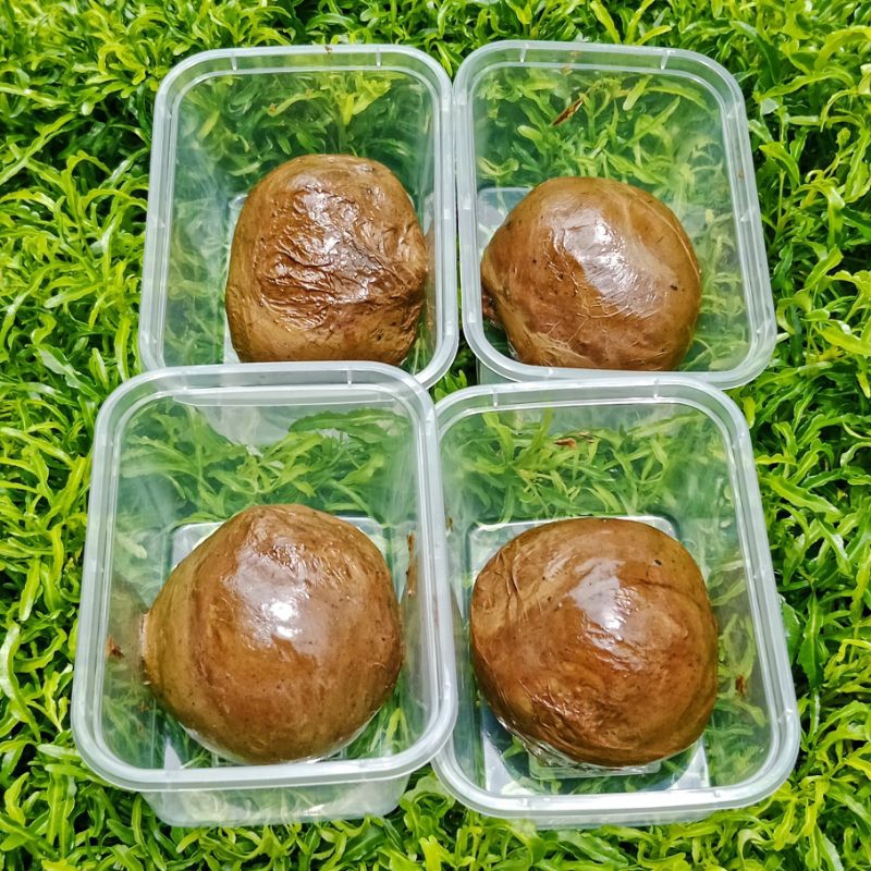 Jual Lem pulut burung atau leugeut anti leleh super lengket berat 100gr ...