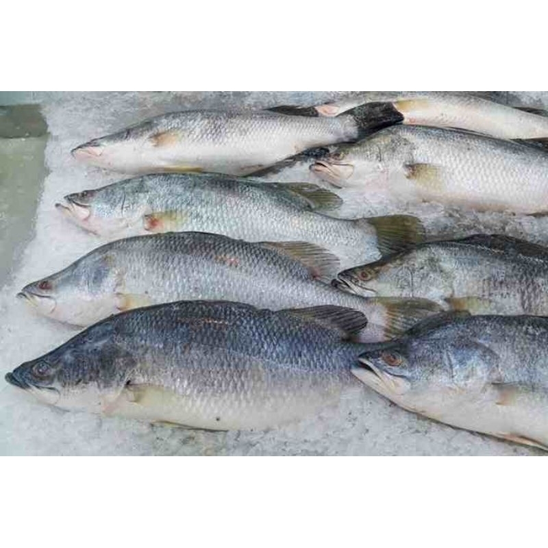 Jual Baramudi (ikan kakap putih) | Shopee Indonesia